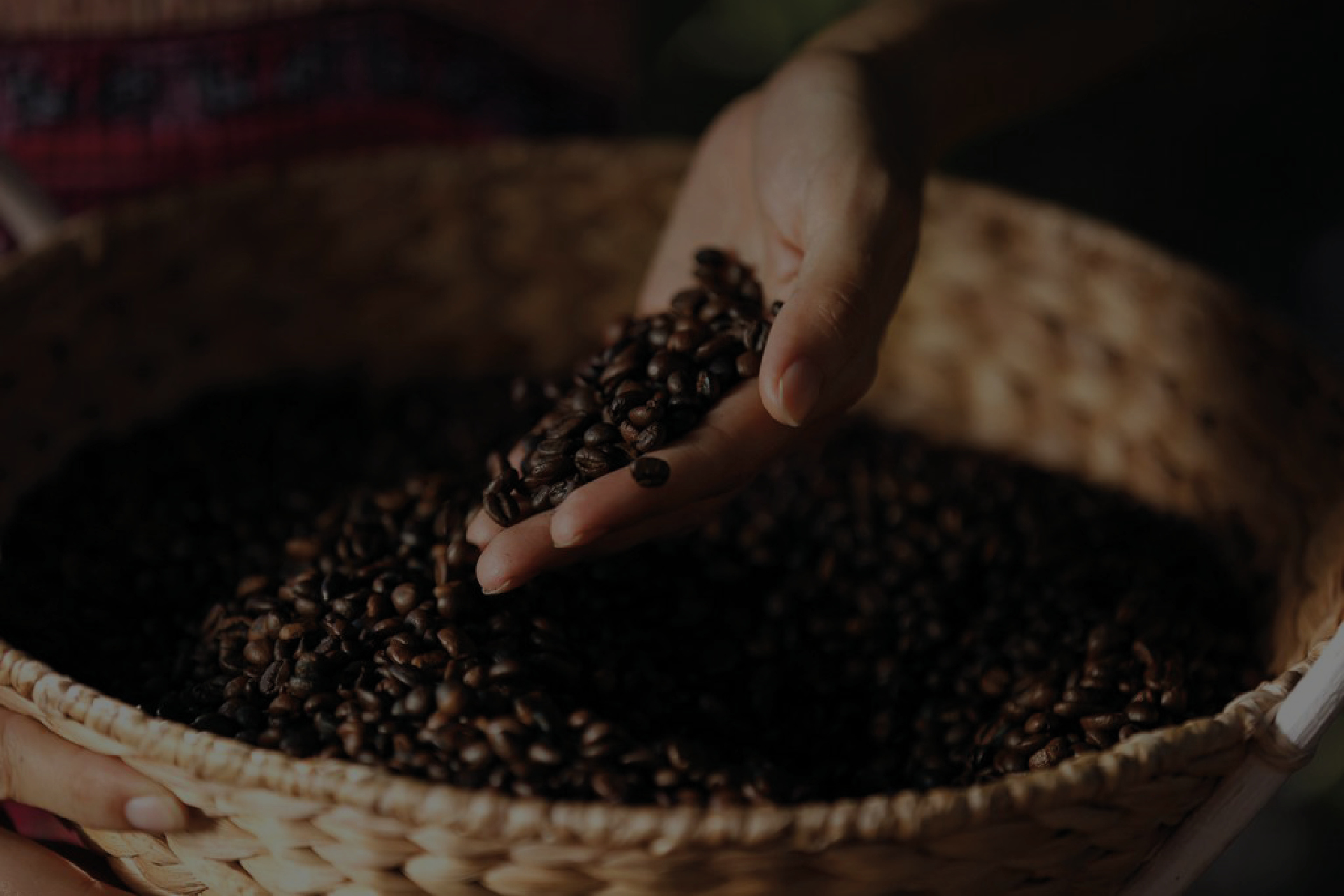 Caffè Salomoni – Caffè biologico dal 1959